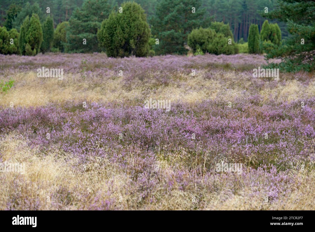 Heath landscape, typical vegetation, flowering common heather (Calluna ...