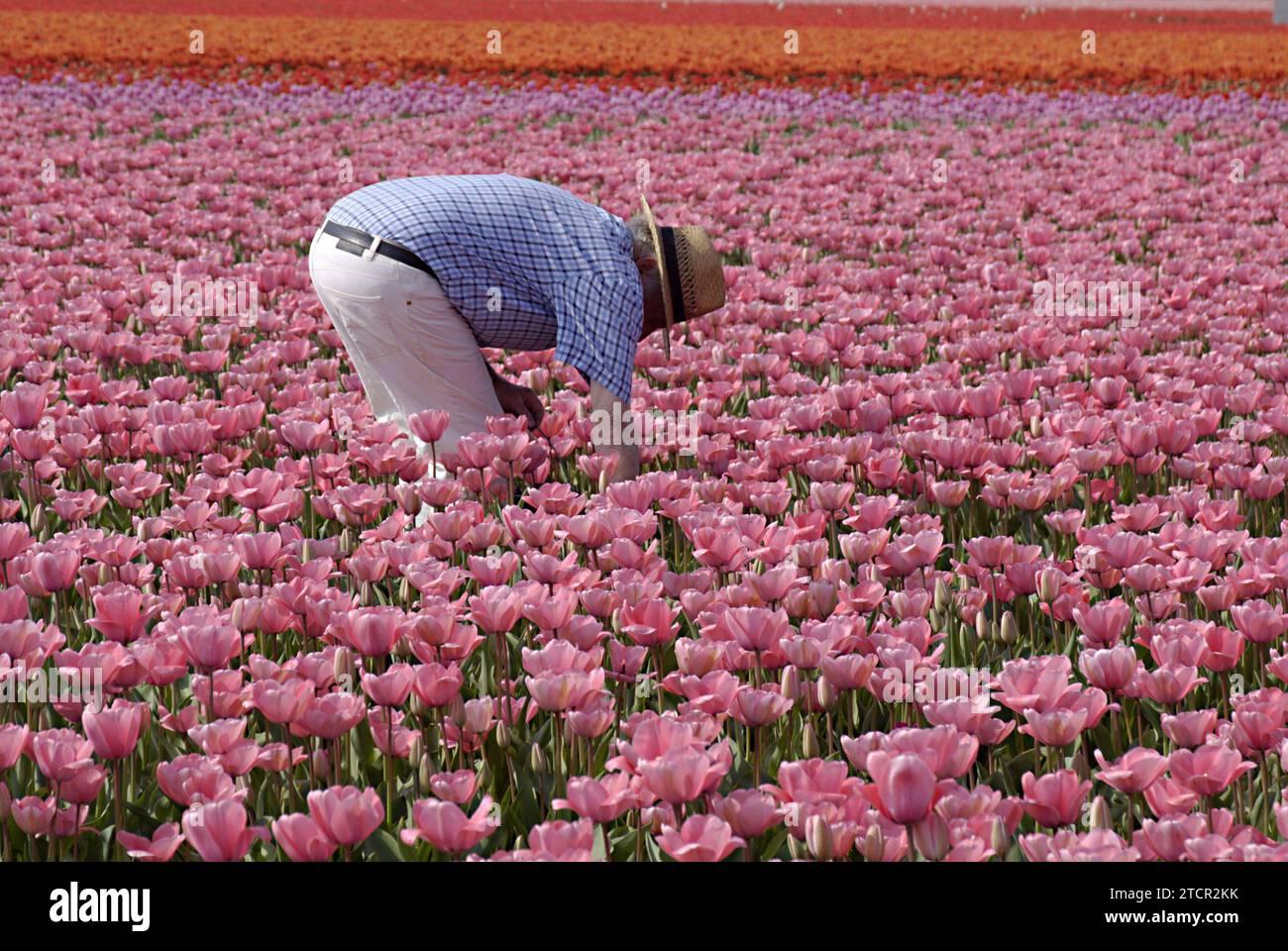 Tulipsd business hi-res stock photography and images - Alamy