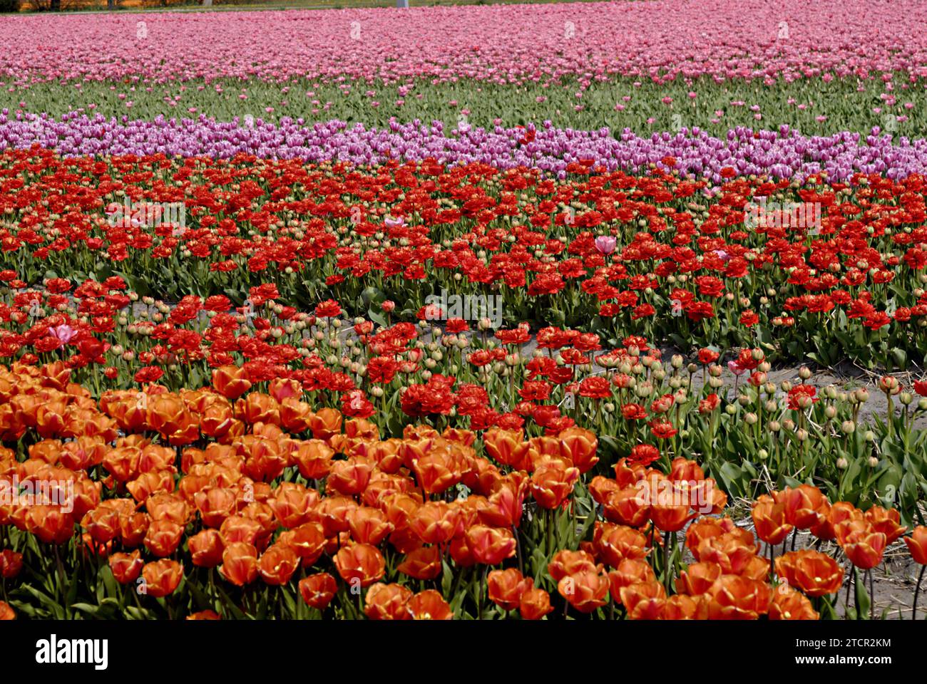 Lisse -Netherland Holland 21 April 2011 / Netherlands trade mark tulip ...
