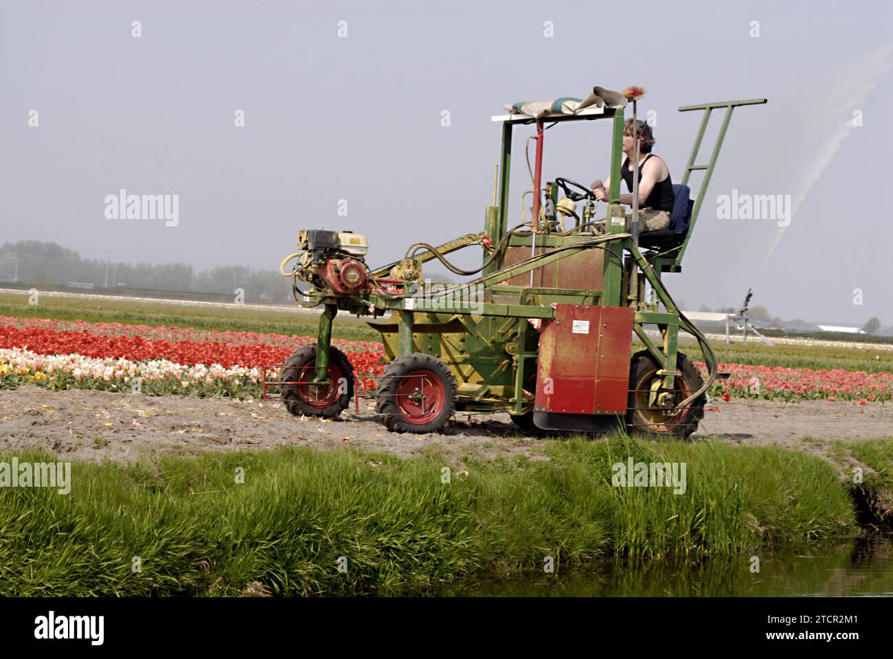 Tulipsd business hi-res stock photography and images - Alamy