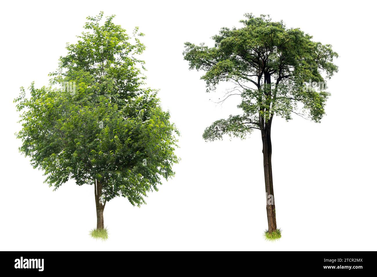 Green landscape big tree Cut Out Stock Images & Pictures - Alamy