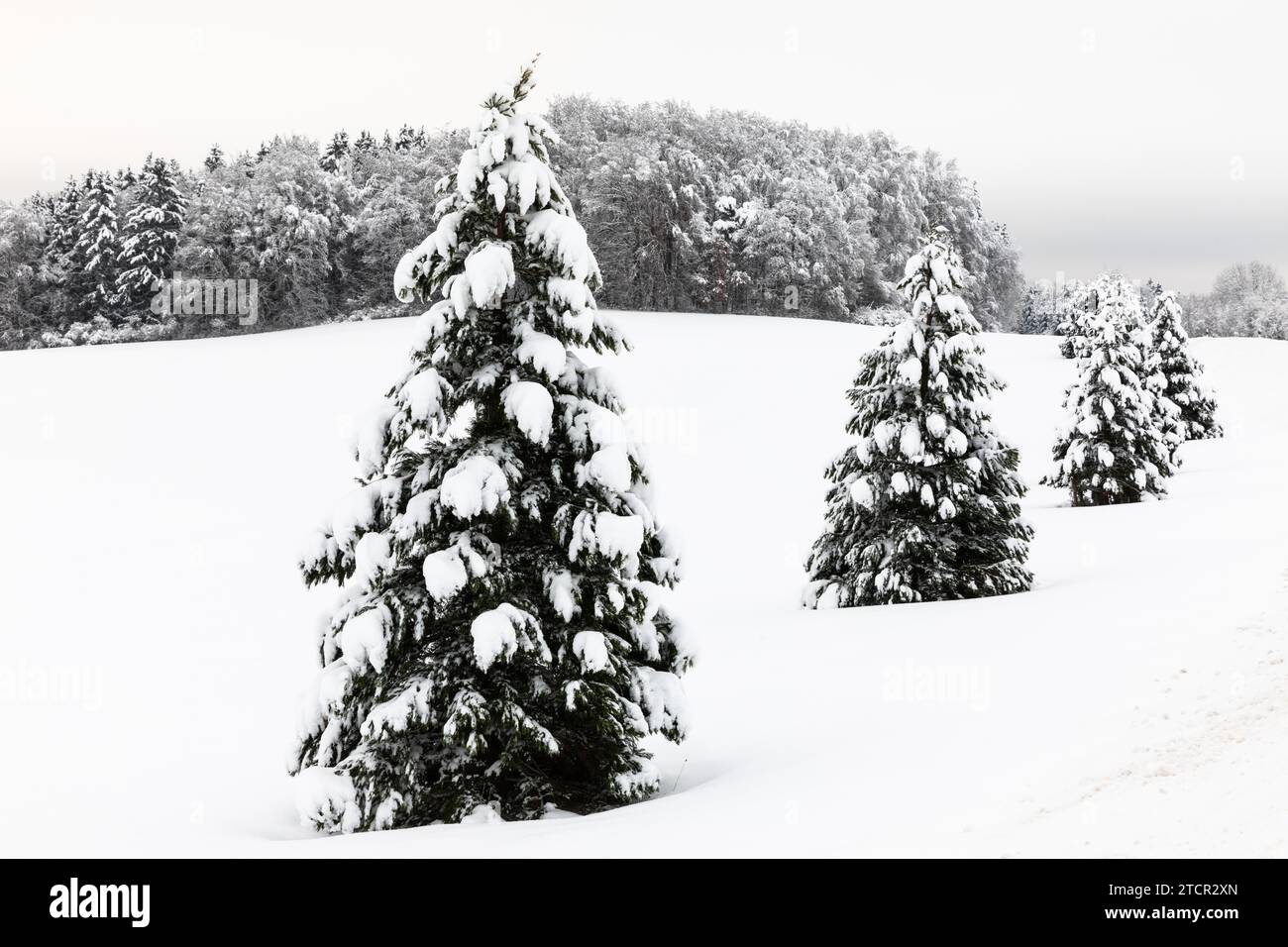 Spruce (Picea), Pine (Pinaceae), snow, winter, Leibertingen, Upper ...