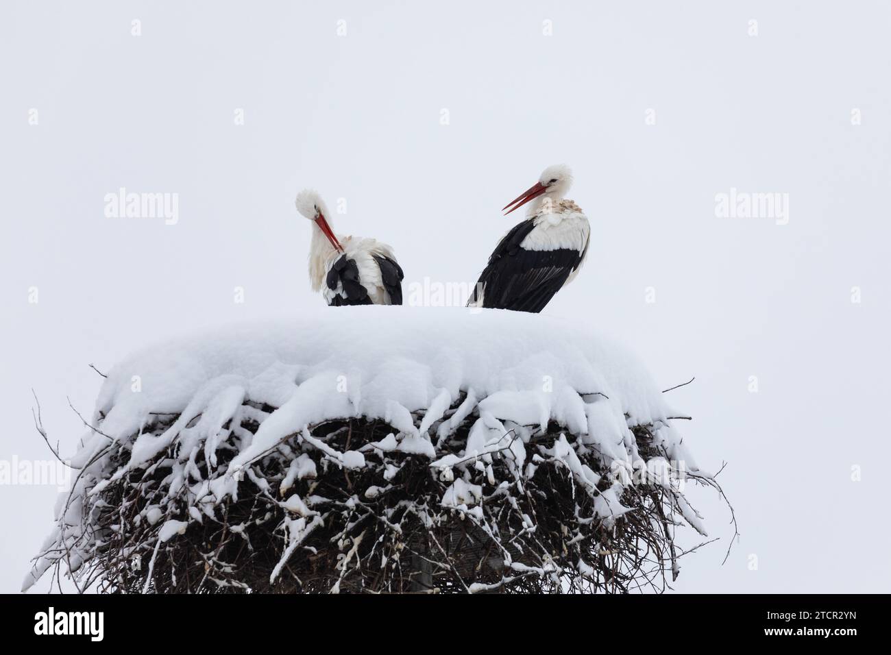 Pair of white storks in their winter nest, white stork (Ciconia ciconia ...