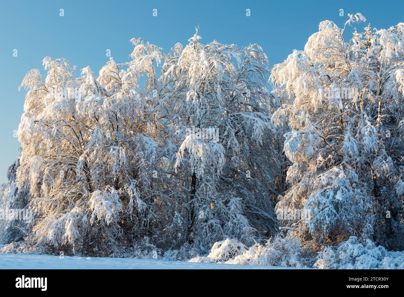 Trees with snow, winter, Fridingen, Danube Valley, Upper Danube nature ...