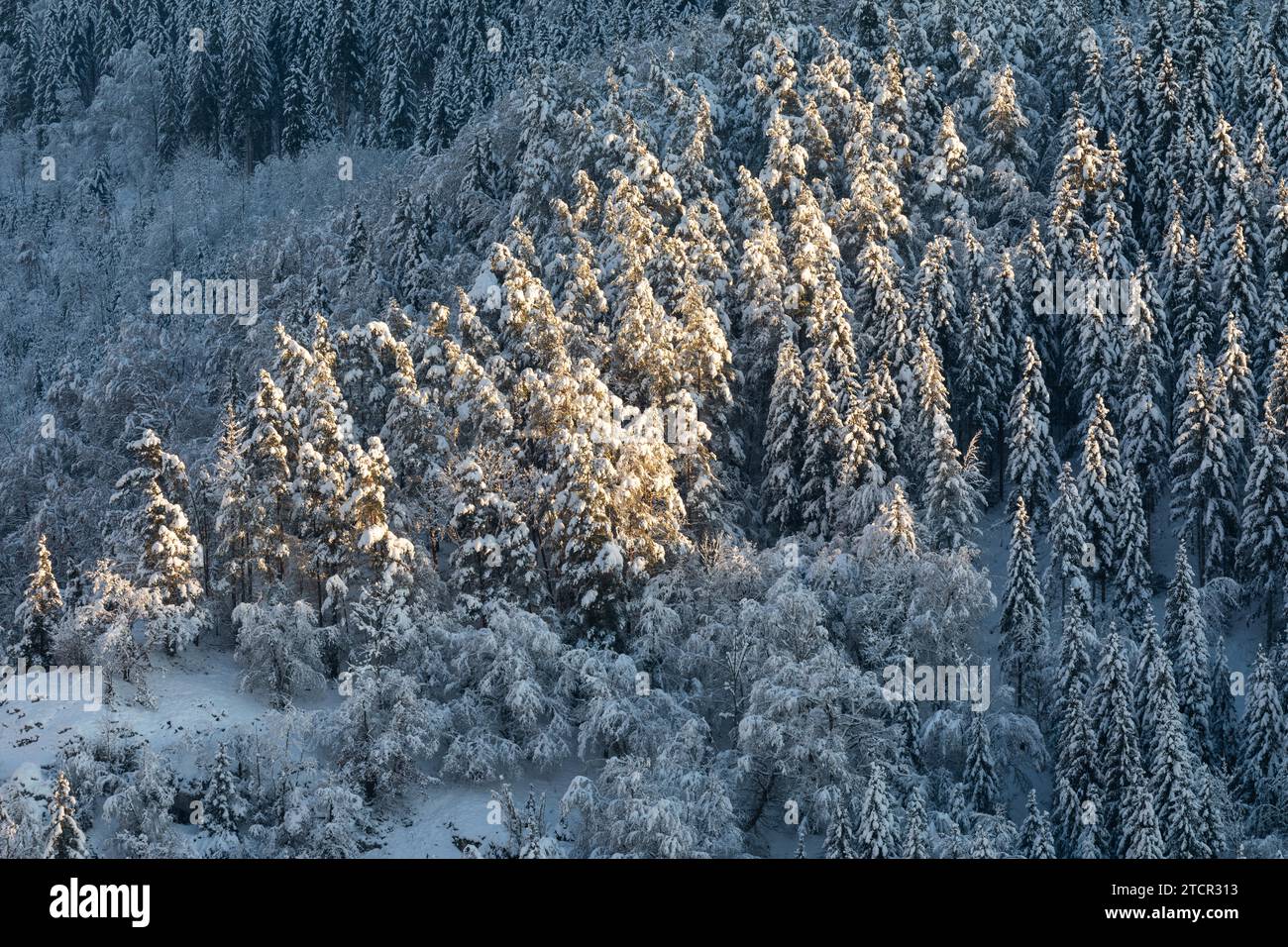 Winter mixed forest, snow, winter, Danube valley, Upper Danube nature ...