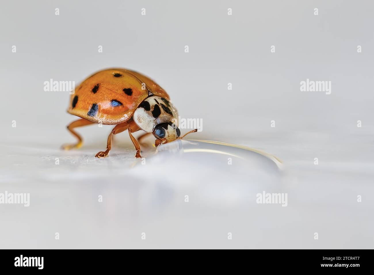 Blade leaf hi-res stock photography and images - Alamy