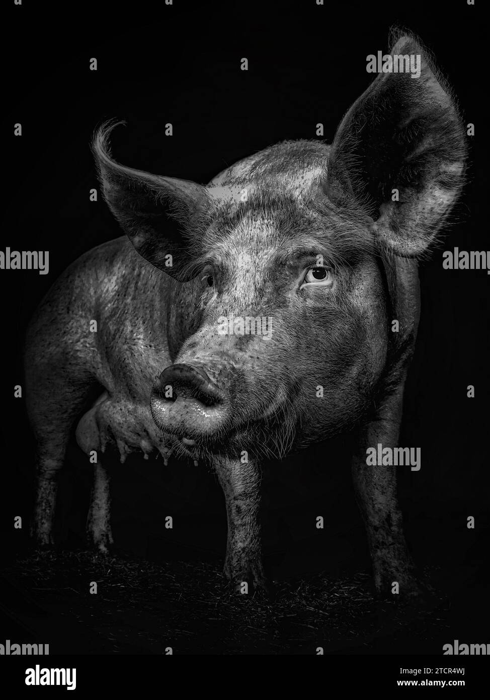 Pig looks thoughtfully into the camera, black and white, close-up ...