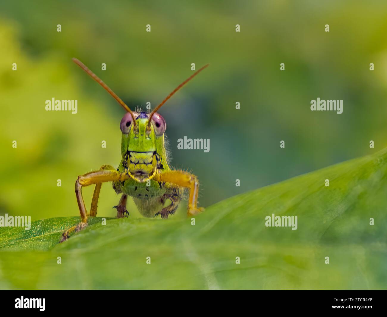 Green leaf grasshopper hi-res stock photography and images - Alamy