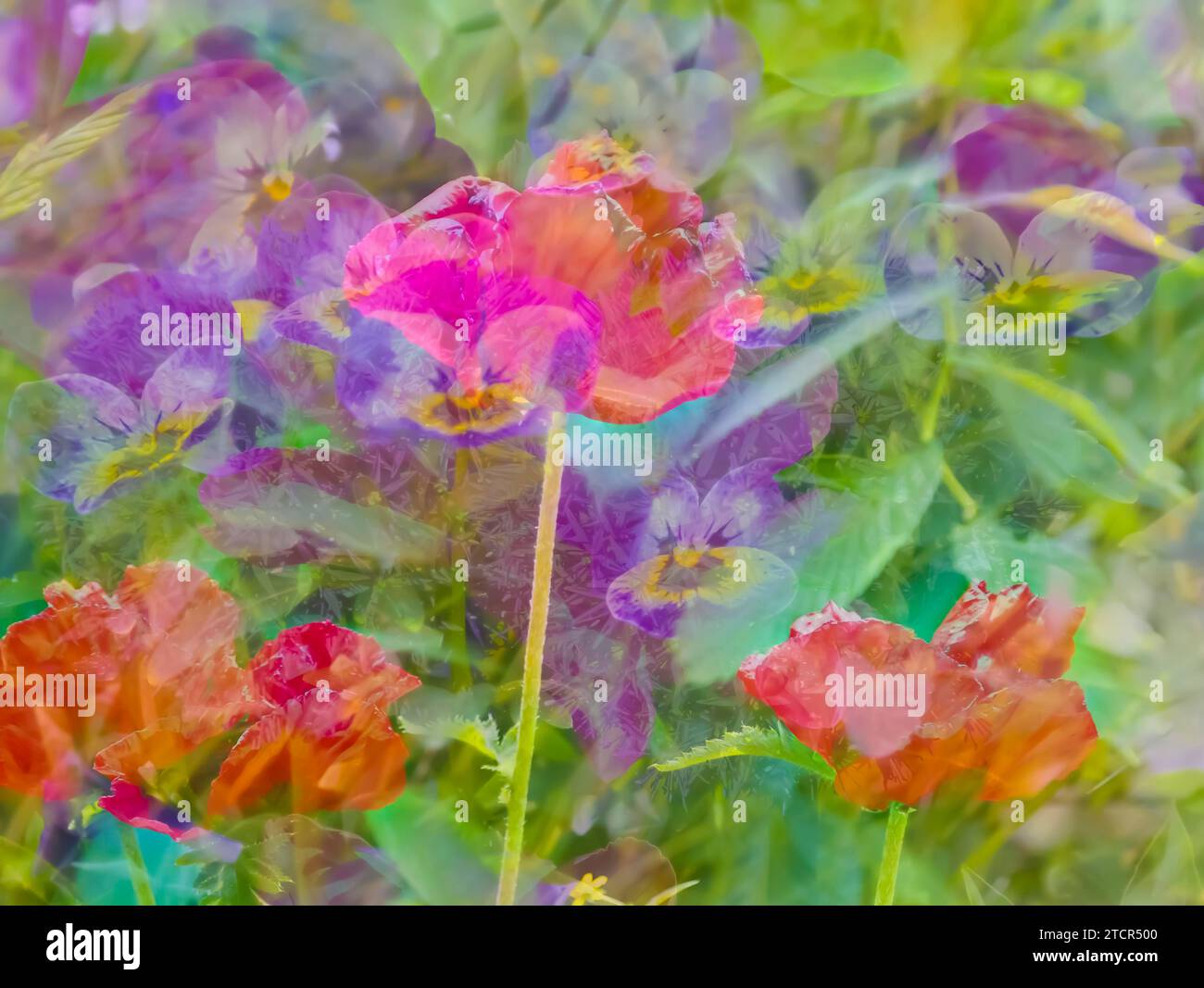 Large-flowered field pansy, viola (plant) (Viola), poppy (Papaver), red ...