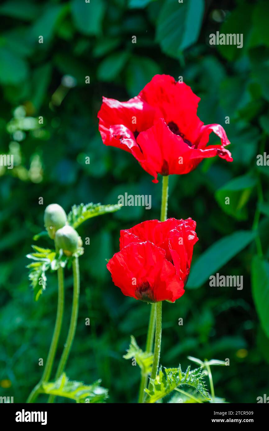Poppy, two red poppies (Papaver) in full bloom, green leaves ...