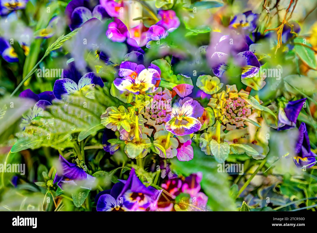 Large-flowered field pansy, viola (plant) (Viola), white, and purple ...
