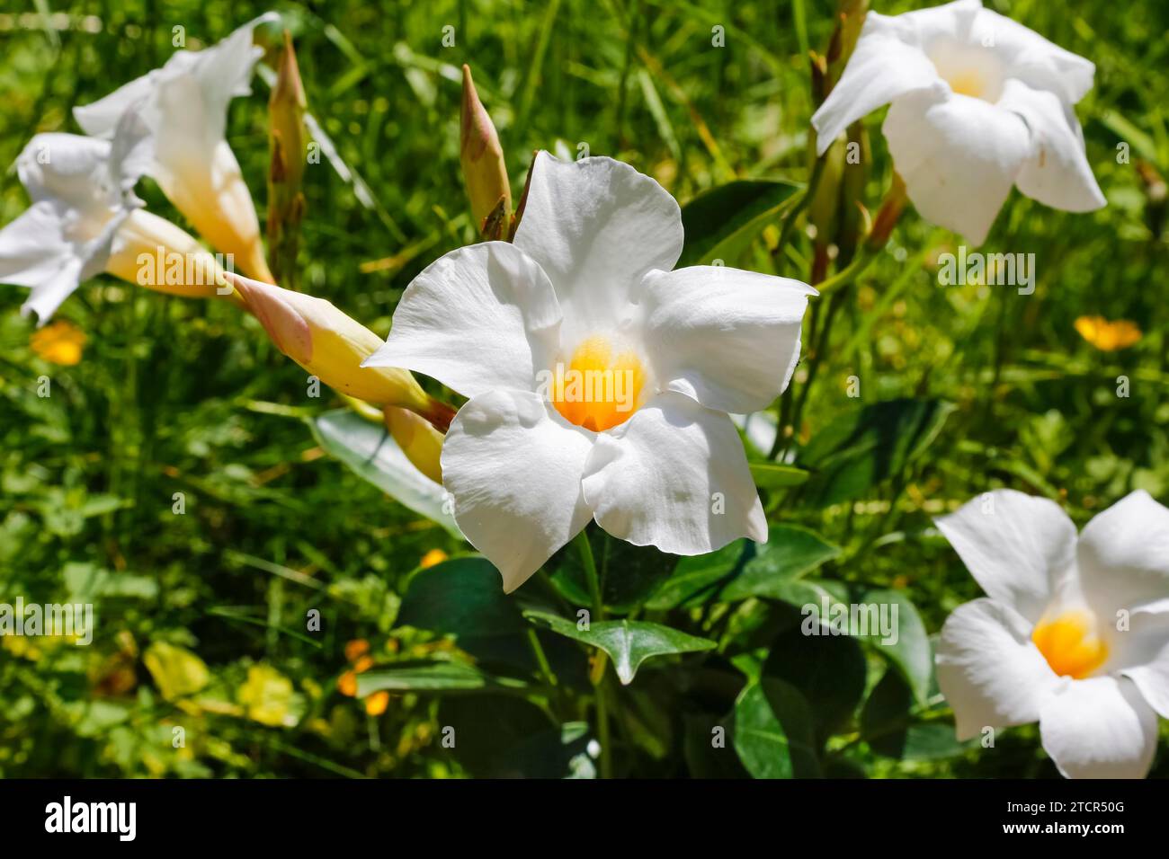 (Dipladenia), funnel flower false jasmine, white flowers, climbing ...