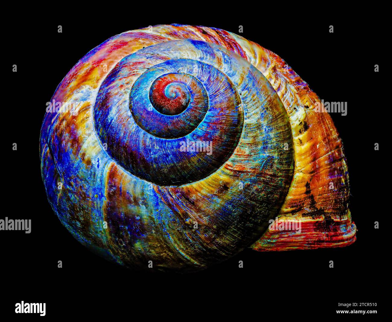 Snail shell, Colourful, Close-up, Colourful Stock Photo - Alamy