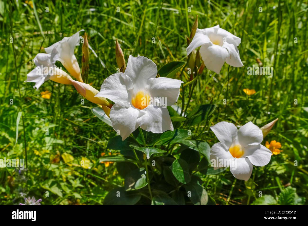 (Dipladenia), funnel flower false jasmine, white flowers, climbing ...