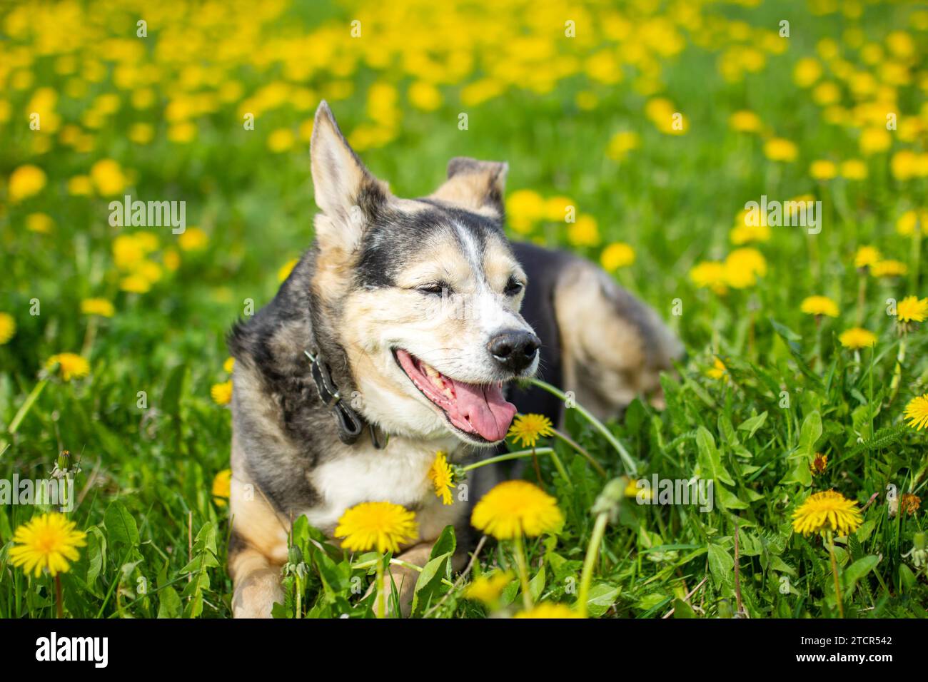 Cute dog in spring in yellow flowers in a dandelion field Stock Photo ...