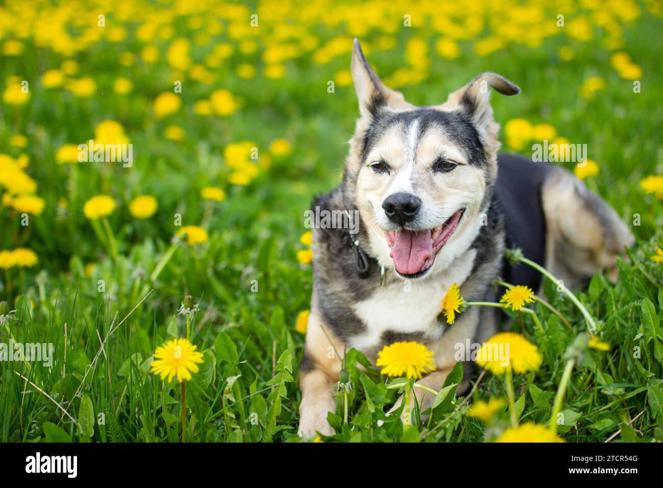 Cute dog in spring in yellow flowers in a dandelion field Stock Photo ...