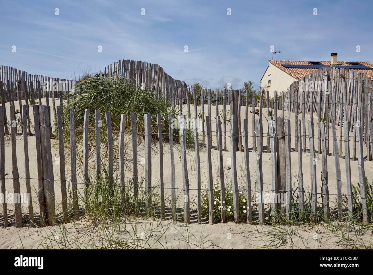Protective fence to prevent erosion and marram grass (Ammophila) on the ...