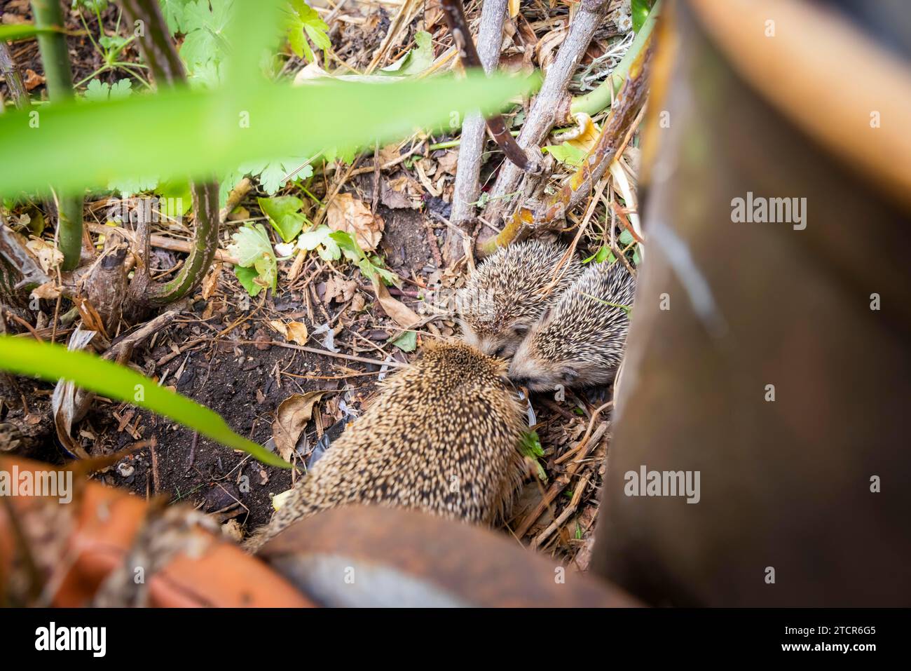 Exterior view natural environment hi-res stock photography and images ...