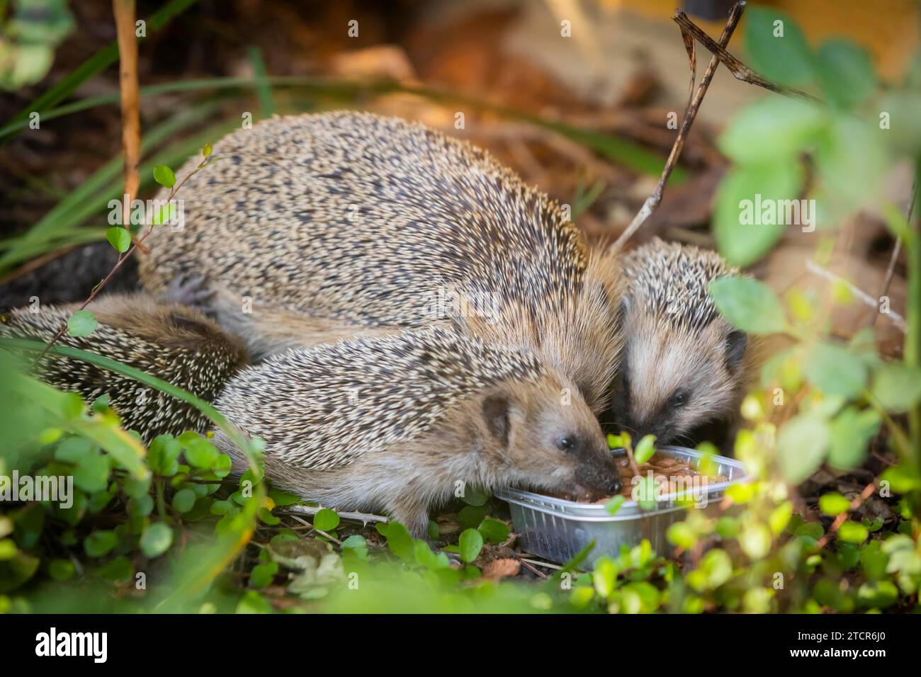 Hedgehog mother with young in the living environment of humans. A near ...