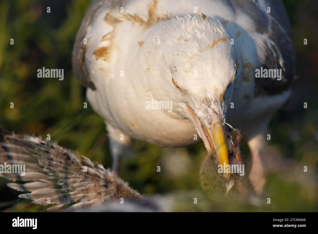 European herring gull (Larus argentatus), feeding on a Common Tern ...