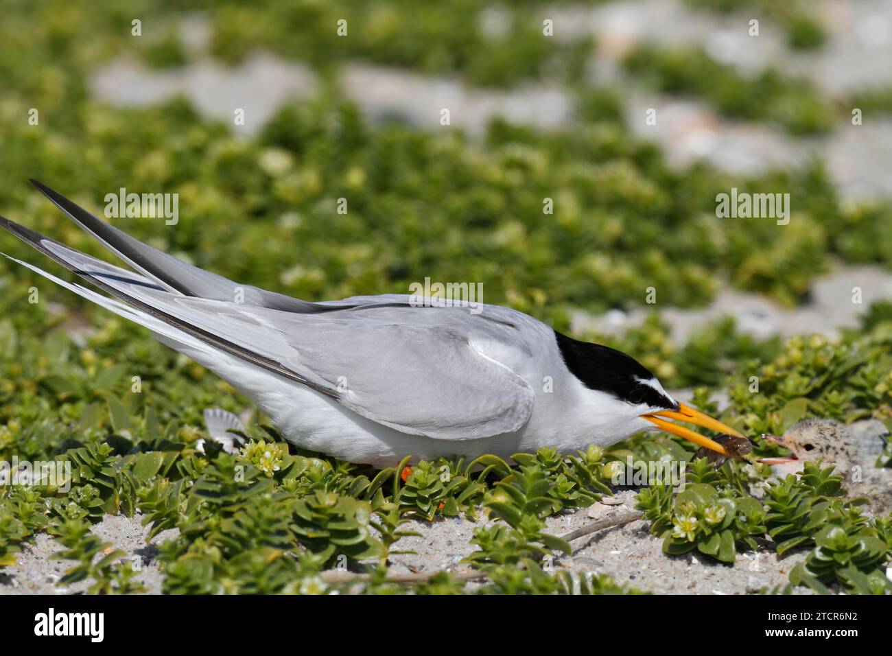 Little Tern (Sternula albifrons), juvenile with adult bird, Lower Saxon ...
