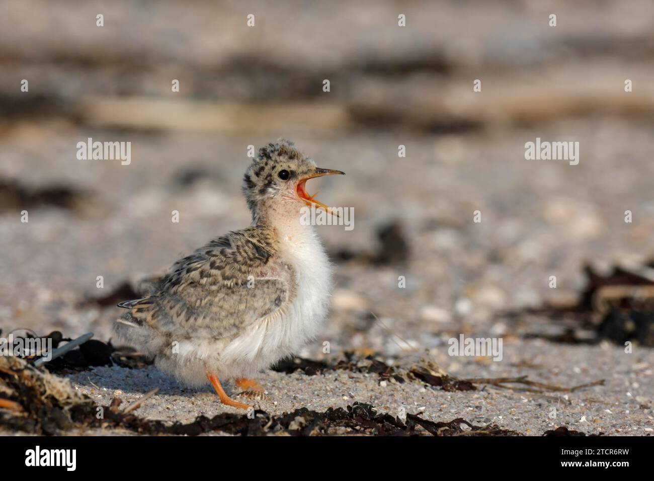 Little Tern (Sternula albifrons), young bird begging for food, Lower ...