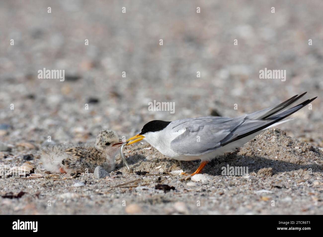 Little Tern (Sternula albifrons), juvenile with adult bird, adult bird ...