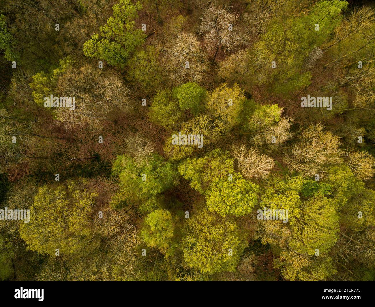Aerial view of forest canopy in rural North Bedfordshire, England, UK ...