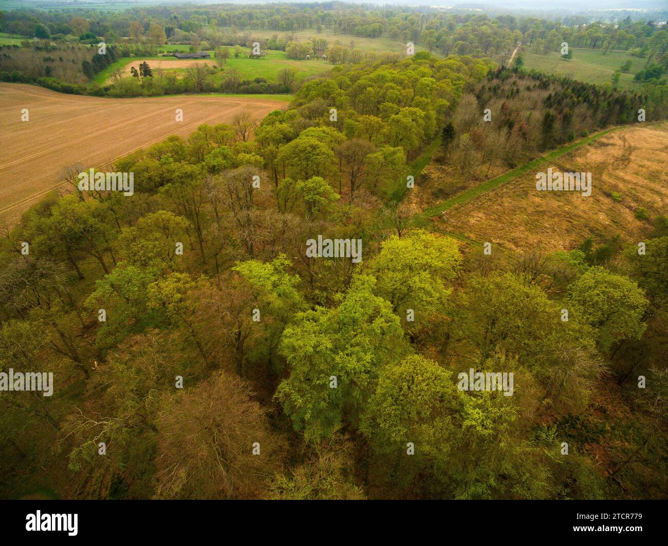 Aerial view of forest canopy in rural North Bedfordshire, England, UK ...