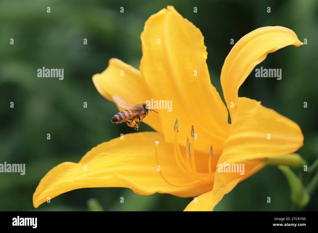 A macro shot of a honeybee flying to pollinate a yellow lily Stock ...