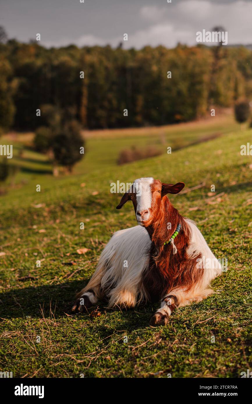goat in nature Stock Photo - Alamy