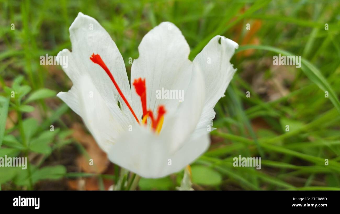 Cute flower illustration hi-res stock photography and images - Alamy