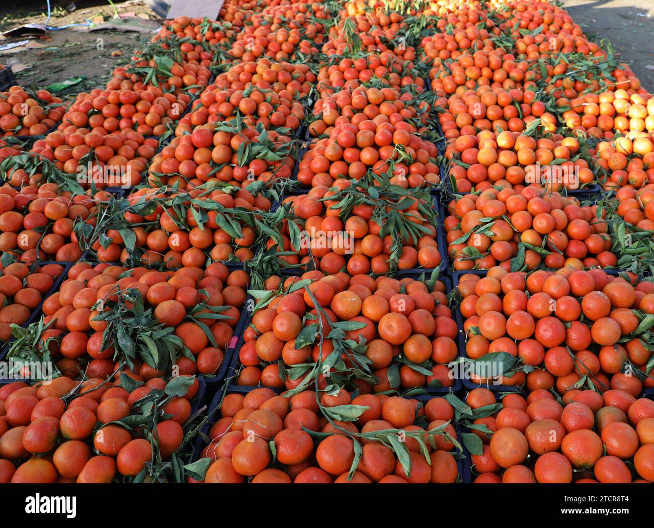 SANAA, Sanaa, Yemen. 14th Dec, 2023. Oranges for sale at a fruit market ...