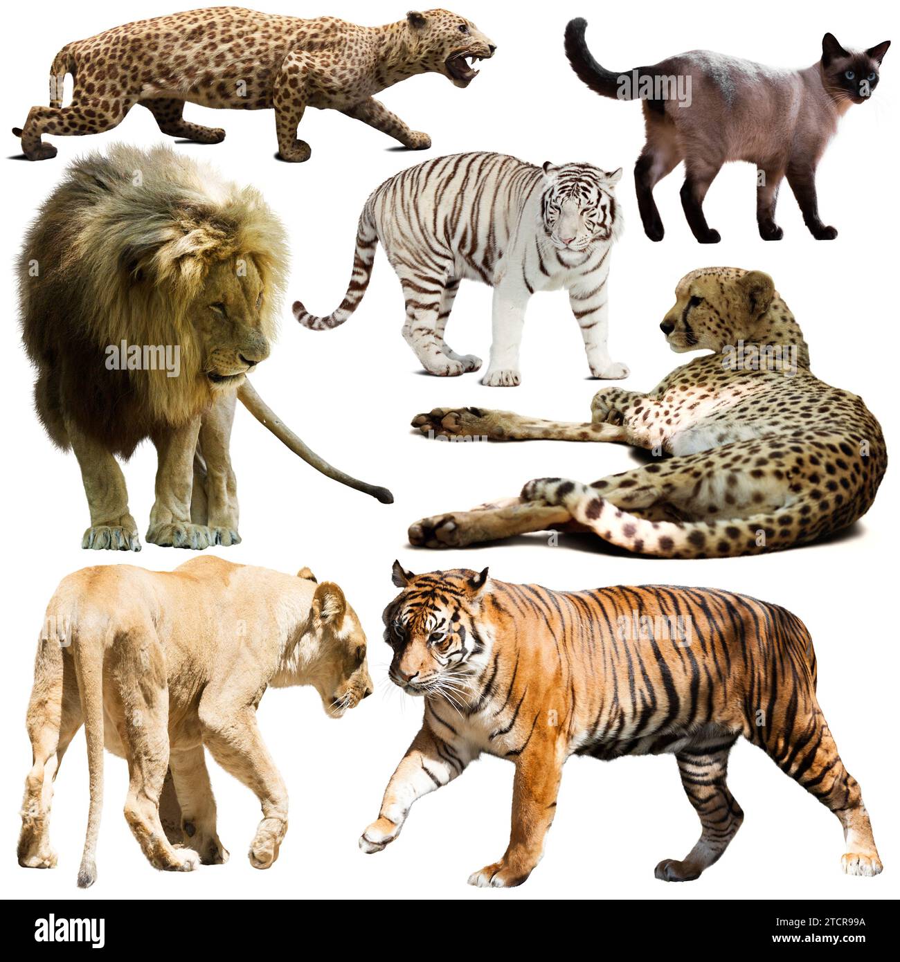 Set of wild mammals isolated over white background Stock Photo - Alamy