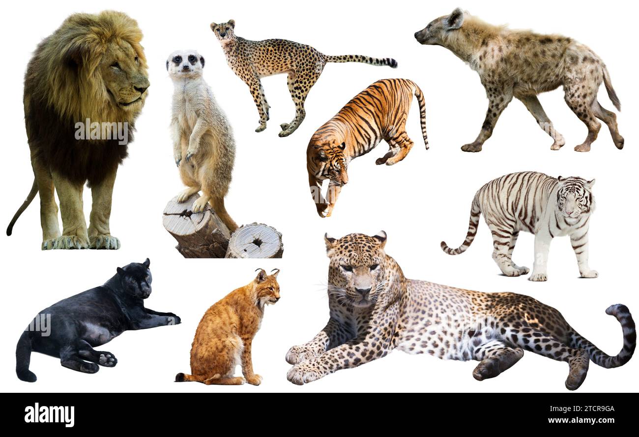 Set of wild mammals isolated over white Stock Photo - Alamy