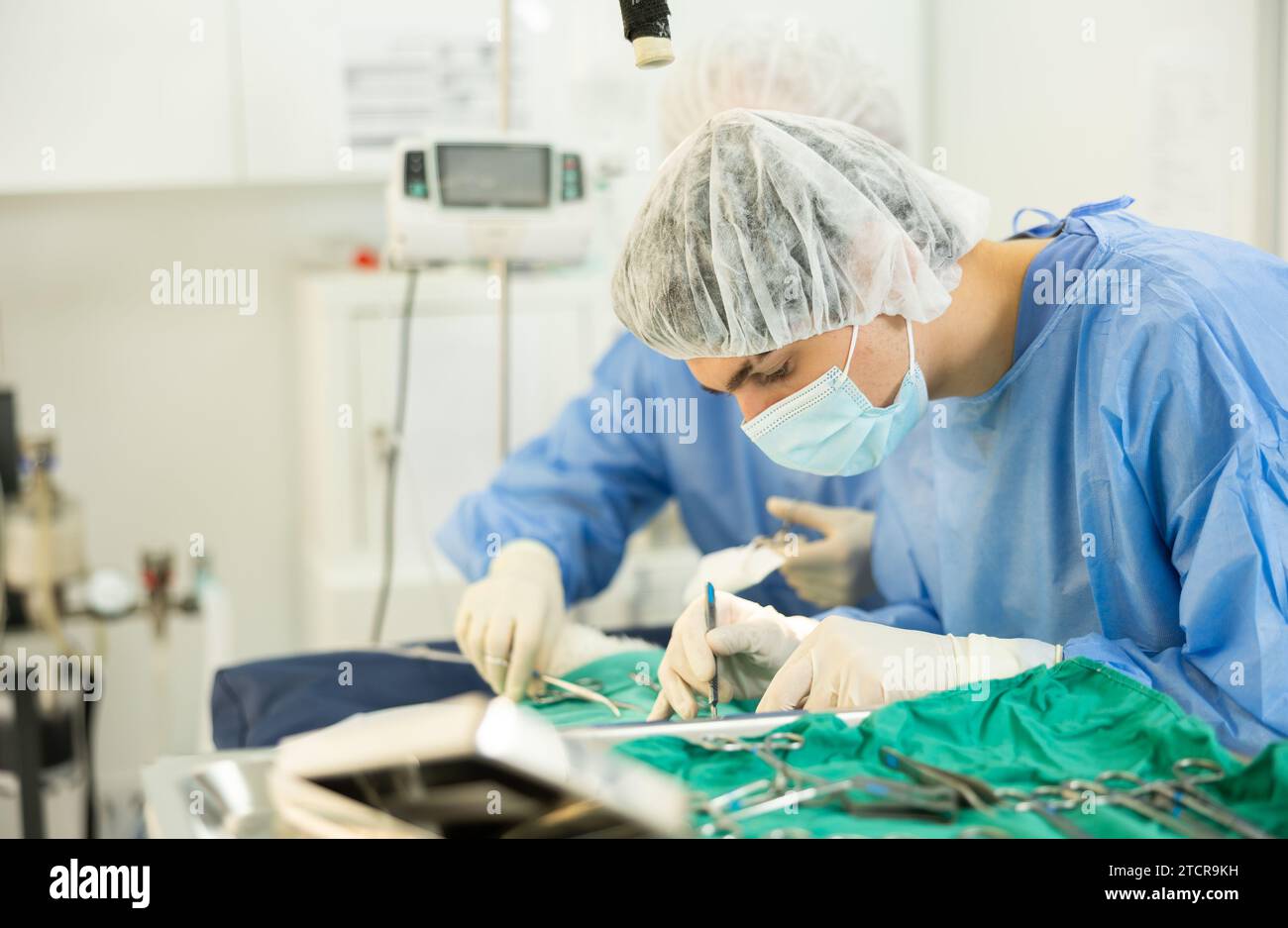 Young veterinarian with female assistant conducting surgical operation ...