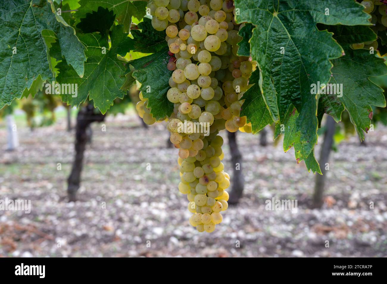 Harvest time on vineyards of Cognac white wine region, Charente, ripe ...