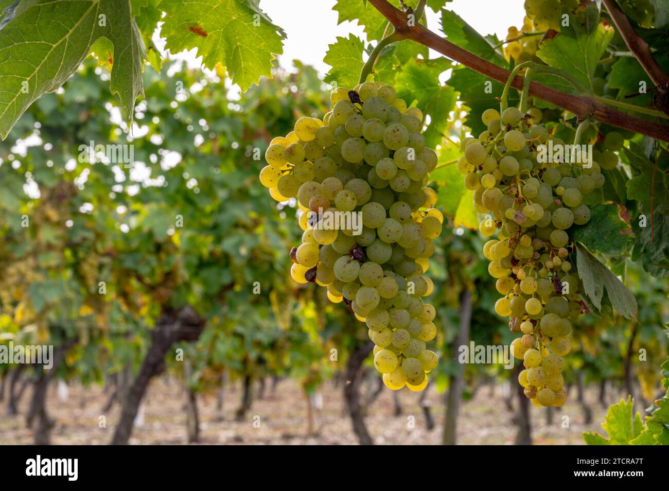 Harvest time on vineyards of Cognac white wine region, Charente, ripe ...