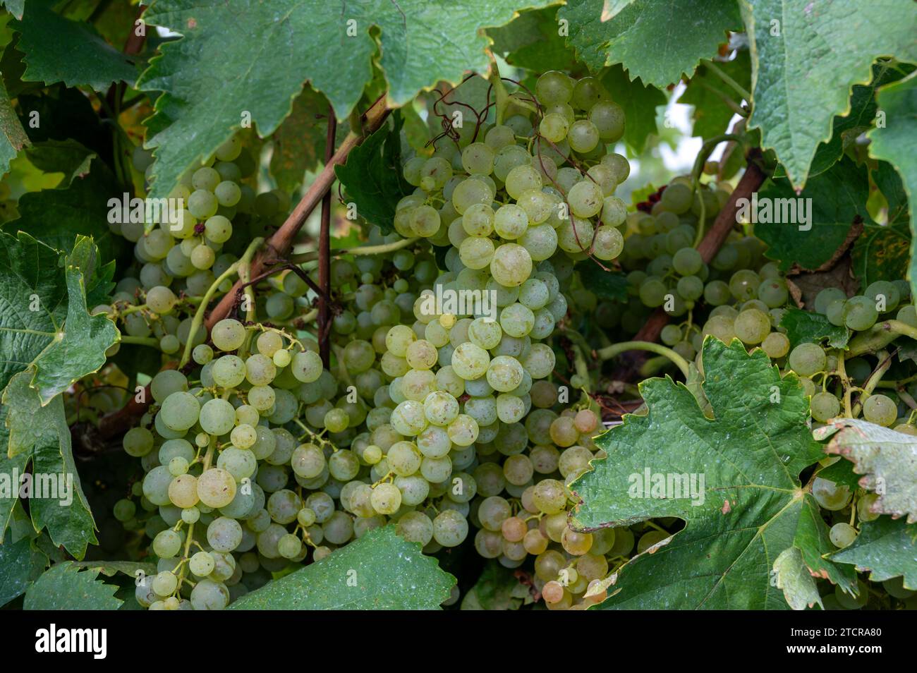 Harvest time on vineyards of Cognac white wine region, Charente, ripe ...