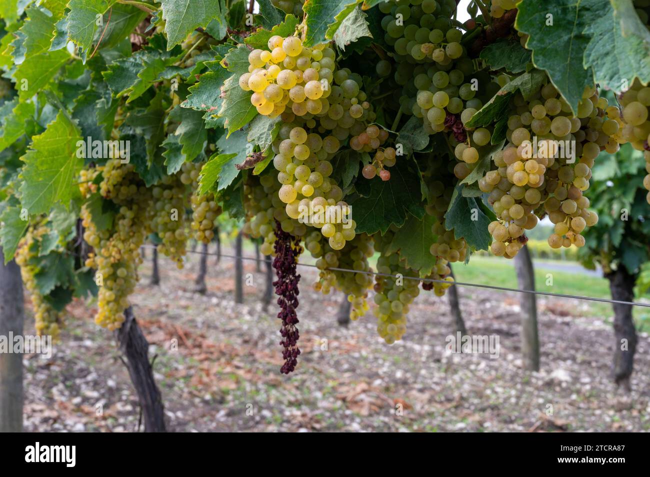 Harvest time on vineyards of Cognac white wine region, Charente, ripe ...