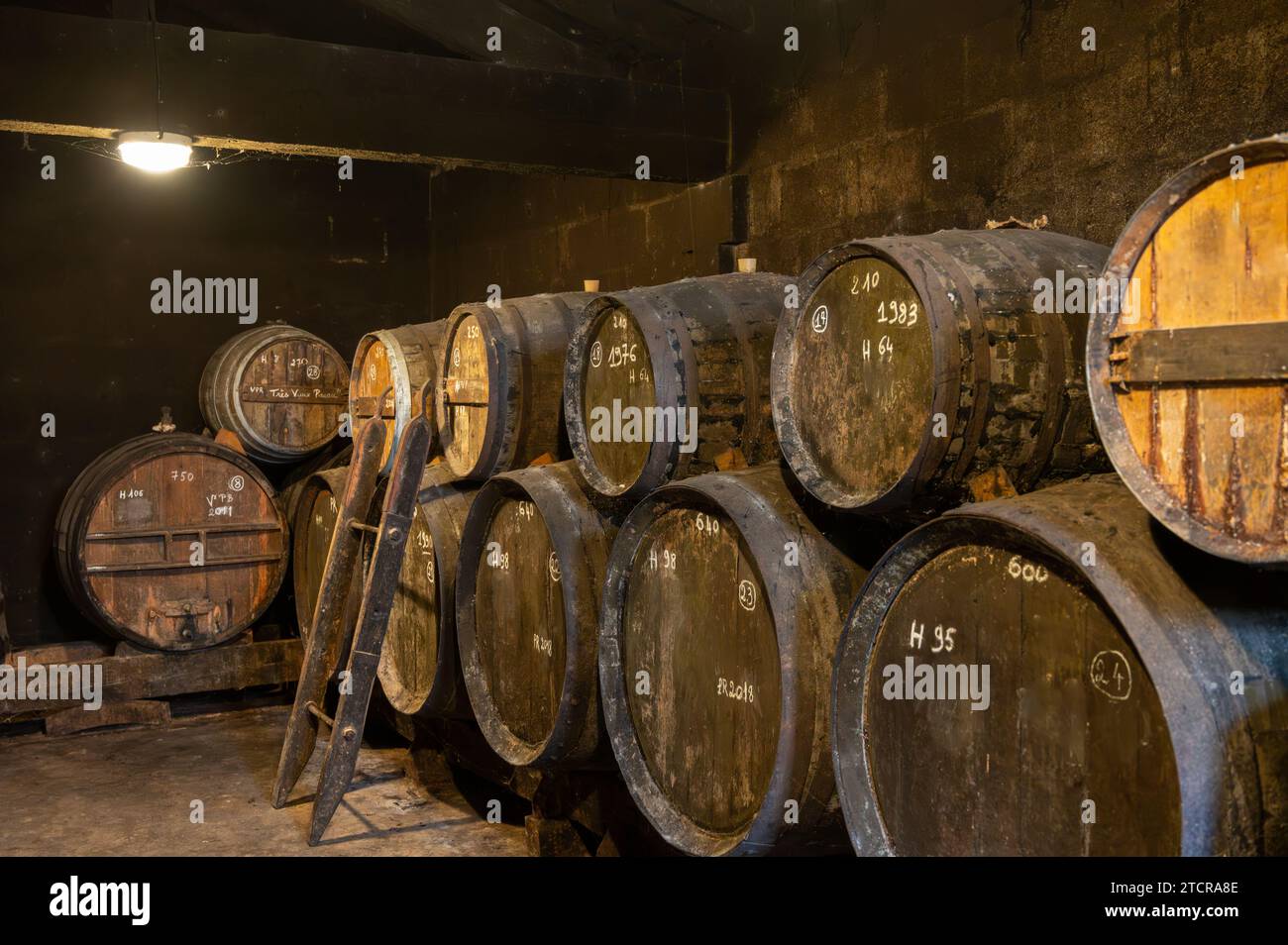 Aging process of cognac spirit in old dark French oak barrels in cellar ...