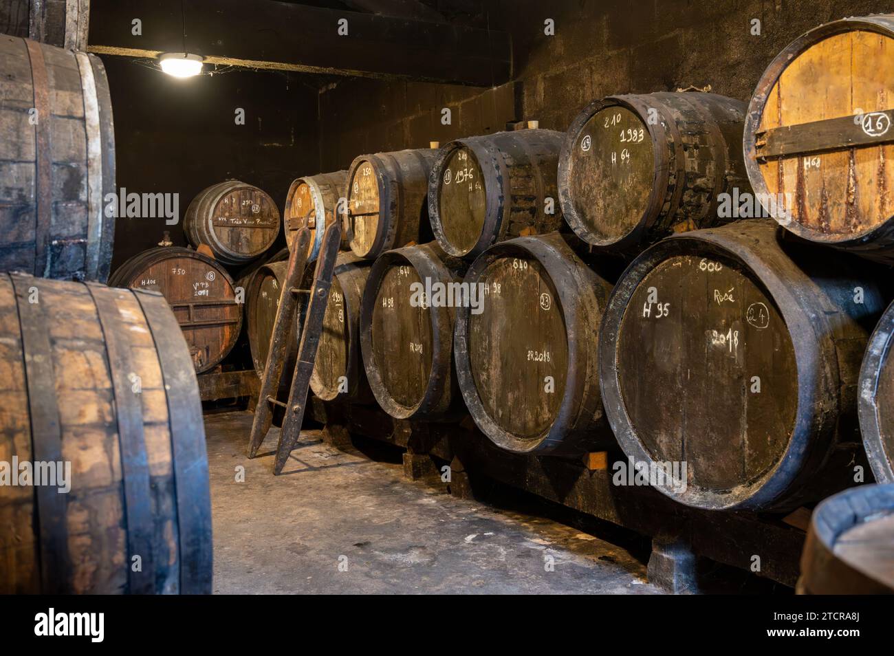 Aging process of cognac spirit in old dark French oak barrels in cellar ...