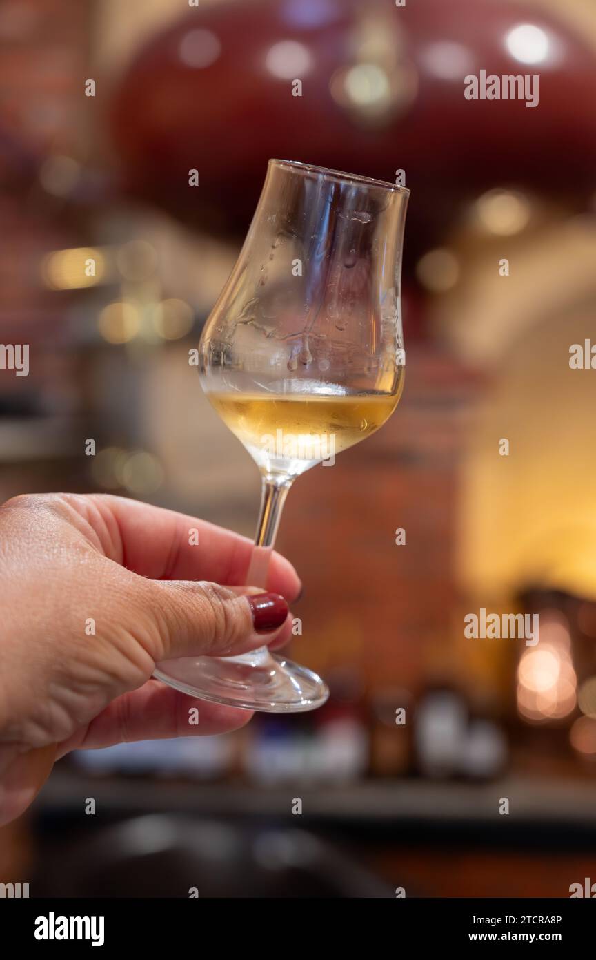 Tasting of cognac spirit aged in old dark French oak barrels in cellar ...