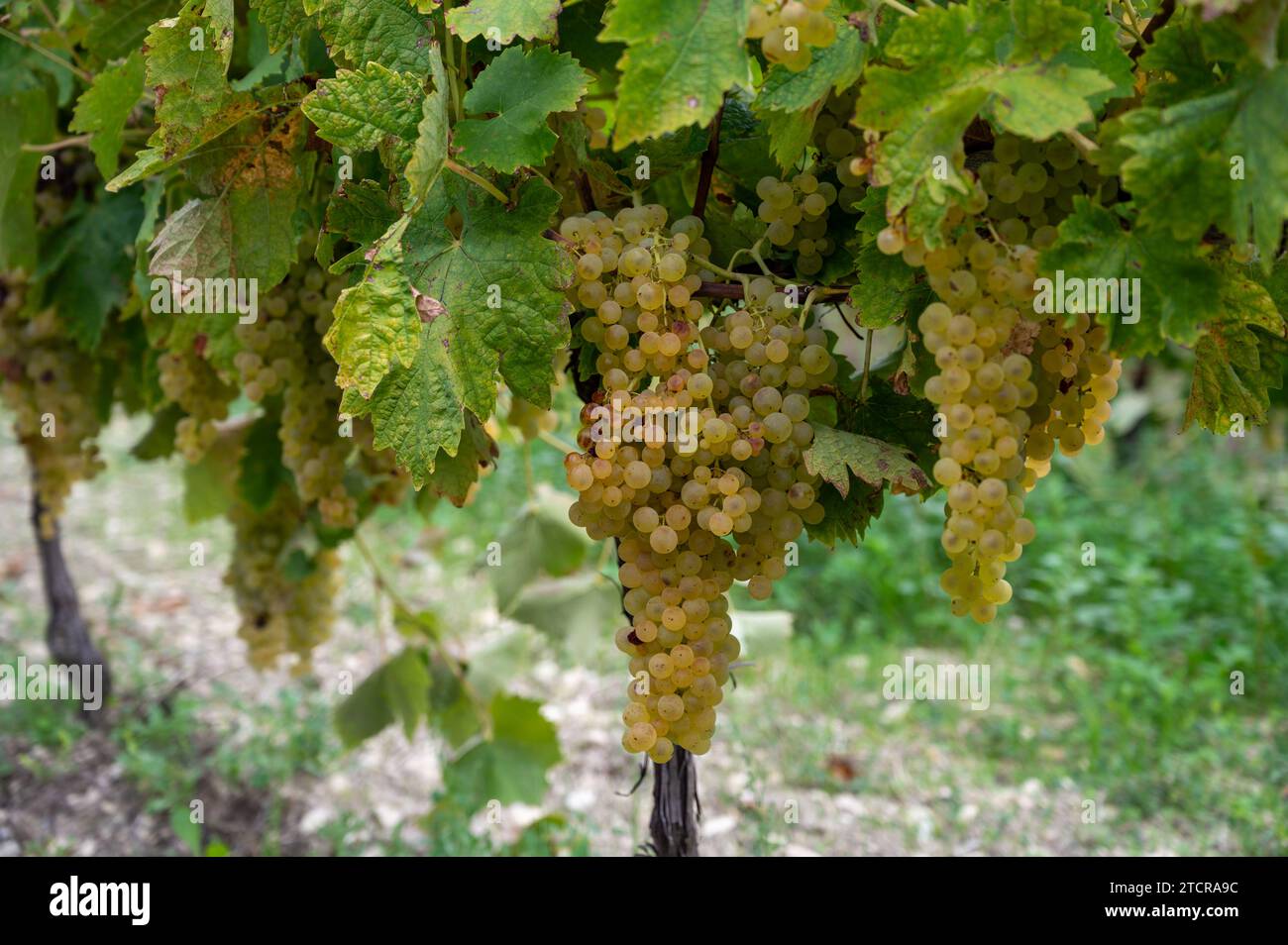 Harvest time on vineyards of Cognac white wine region, Charente, ripe ...