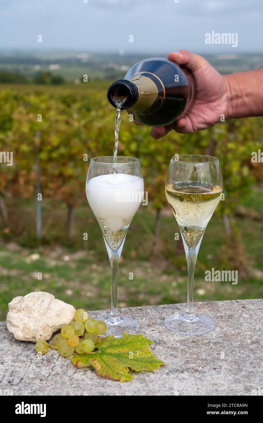 Tasting of grand cru sparkling white wine with bubbles champagne on ...
