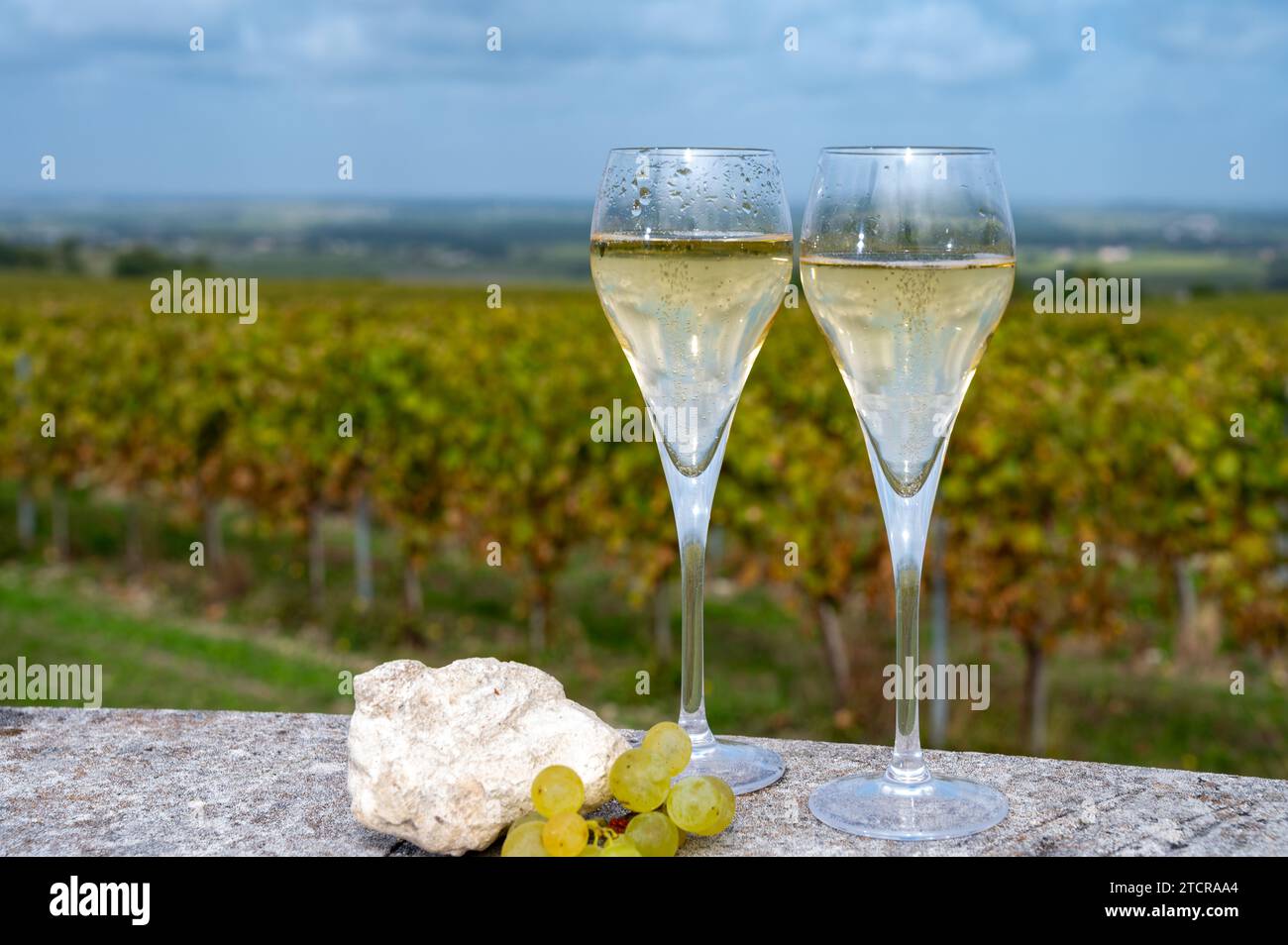 Tasting of grand cru sparkling white wine with bubbles champagne on ...