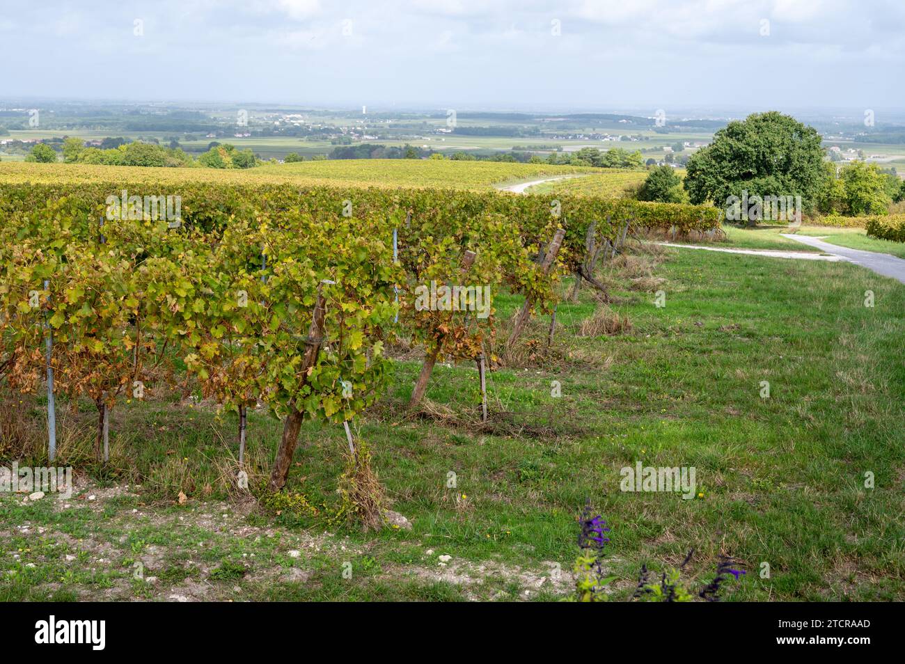Harvest time in Cognac white wine region, Charente, vineyards with rows ...