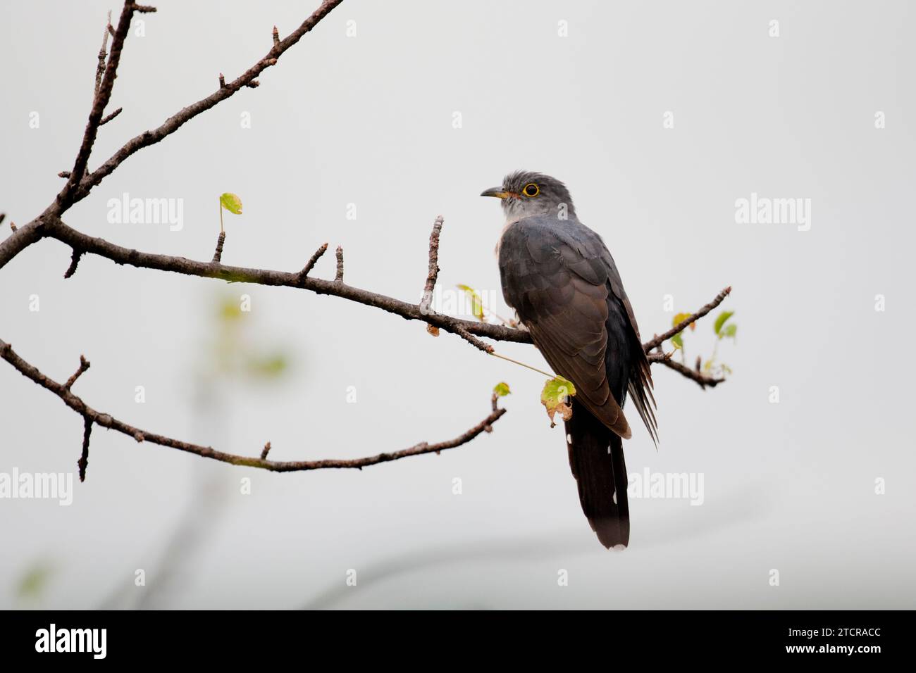 African black cuckoo hi-res stock photography and images - Alamy