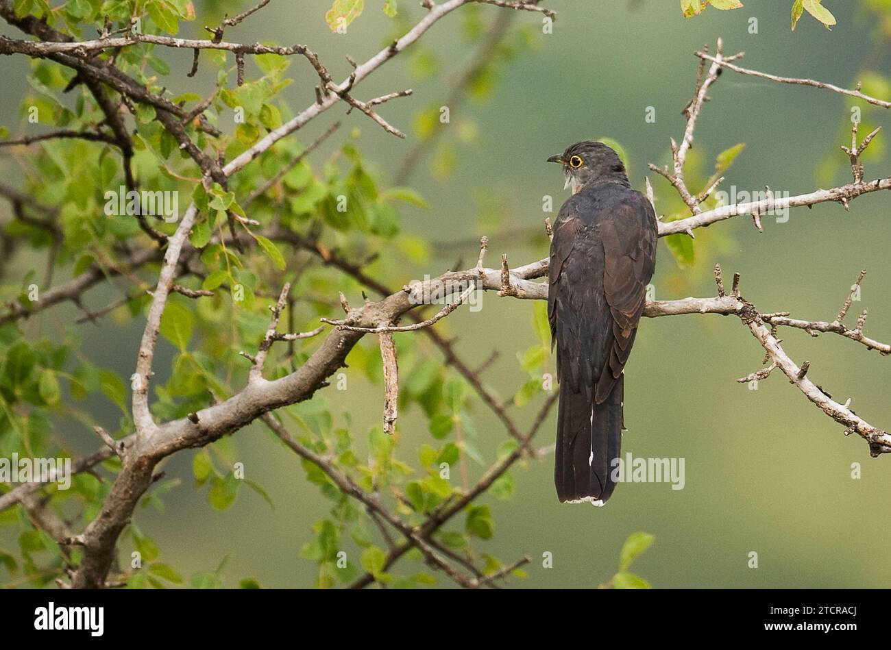 Black cuckoo south africa hi-res stock photography and images - Alamy