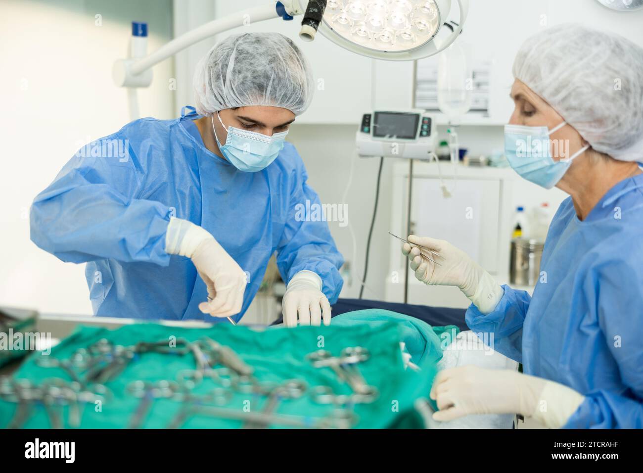 Young veterinarian with female assistant conducting surgical operation ...